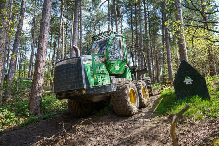 Workers chop trees in famous Sherwood Forest from Robin Hood
