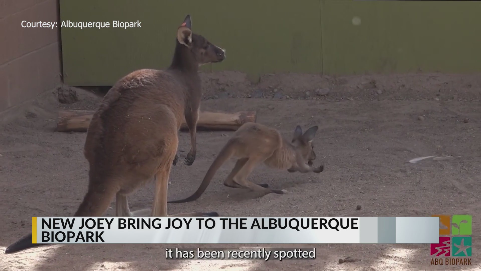 Albuquerque BioPark welcomes baby kangaroo