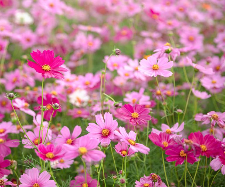 Don’t wait! Plant these 9 flower seeds in May for nonstop summer color