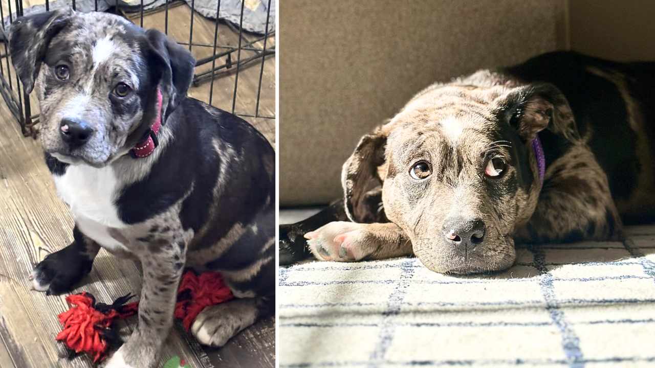 Meet Betty Lou Gooseberry: The 4-month-old puppy looking for love