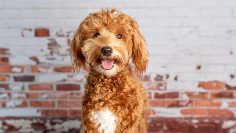 Tiny 'goldendoodle' sparked doubts—then DNA results delivered a sweet ...