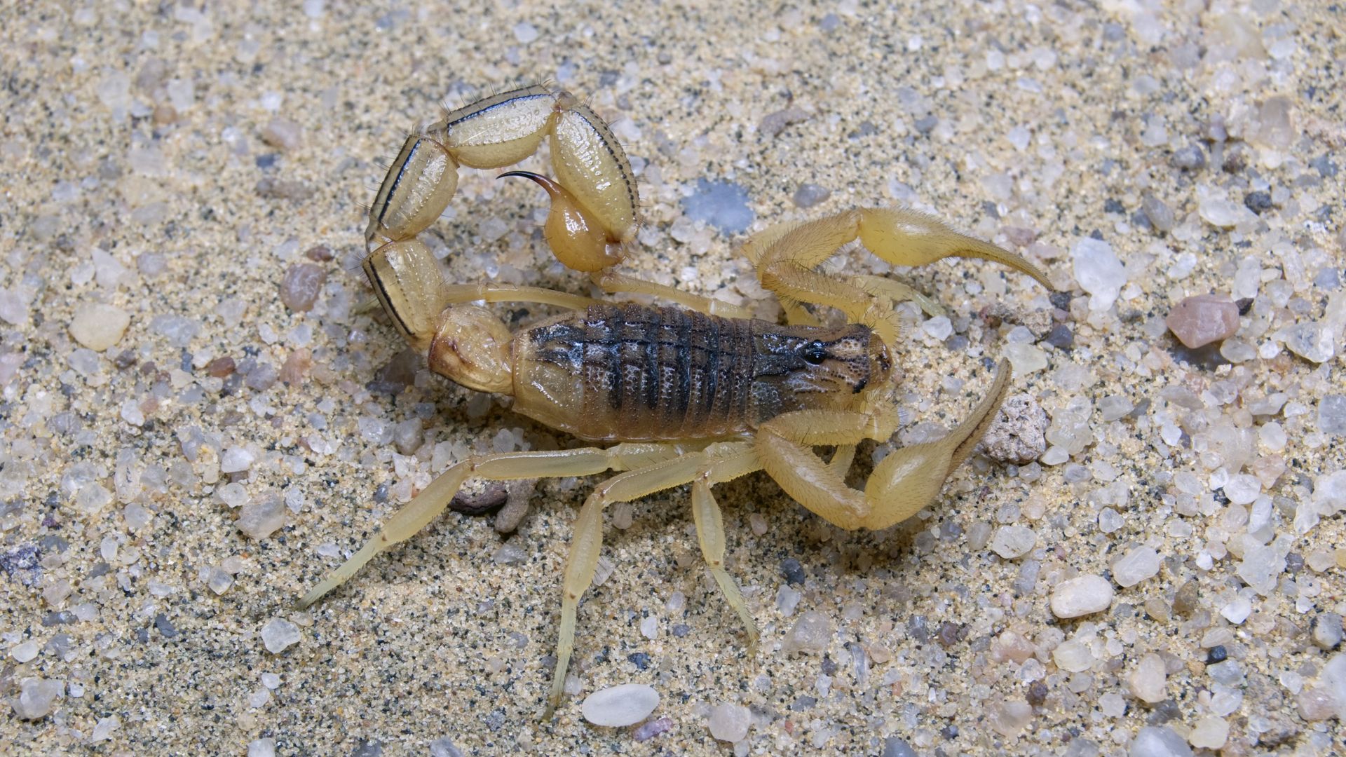 The most dangerous animals on Earth