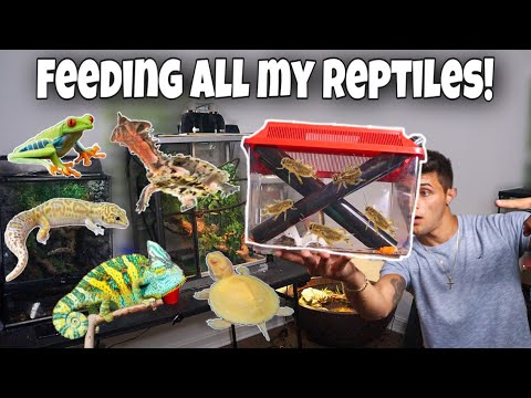 Feeding all my exotic reptiles in one video!