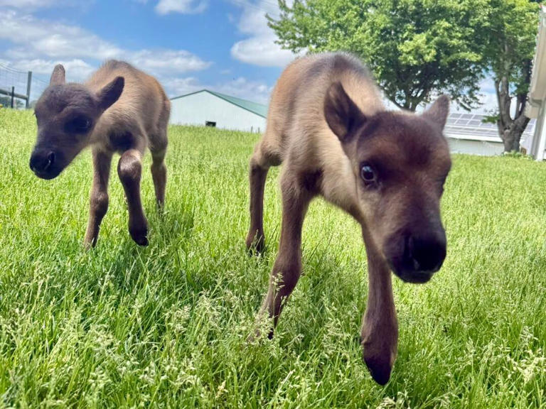 Santa’s Reindeer Ranch welcomes new babies, Frankie and Denali