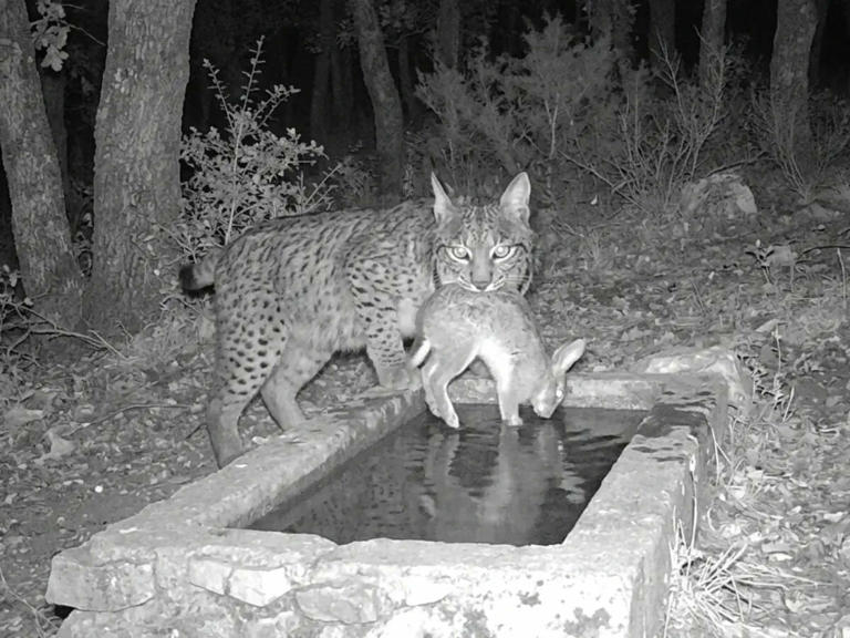 Lynxes captured dipping their prey in water, leaving experts surprised