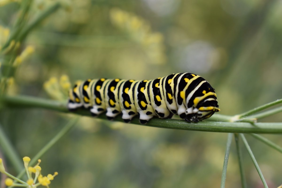 8 garden caterpillars that you should never kill