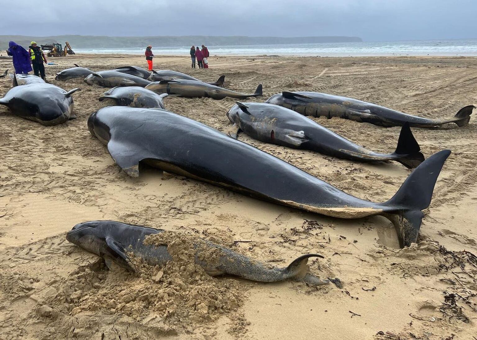 Changes to whale feeding ground may raise risk of mass strandings – study