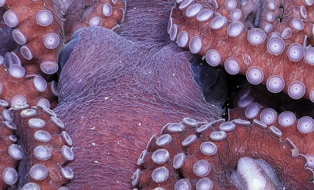 After a giant iceberg broke away, scientists found a long-sealed marine ...