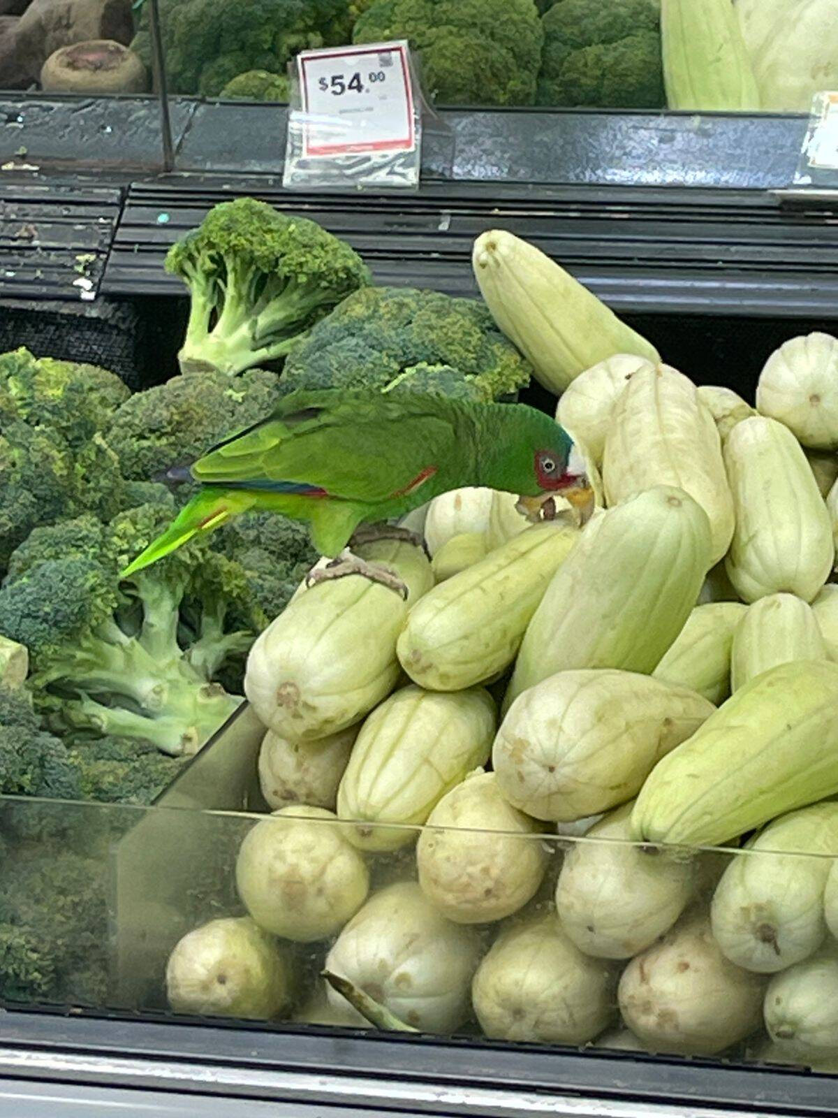 Shopper jumps when she spots perfectly camouflaged animal in the ...
