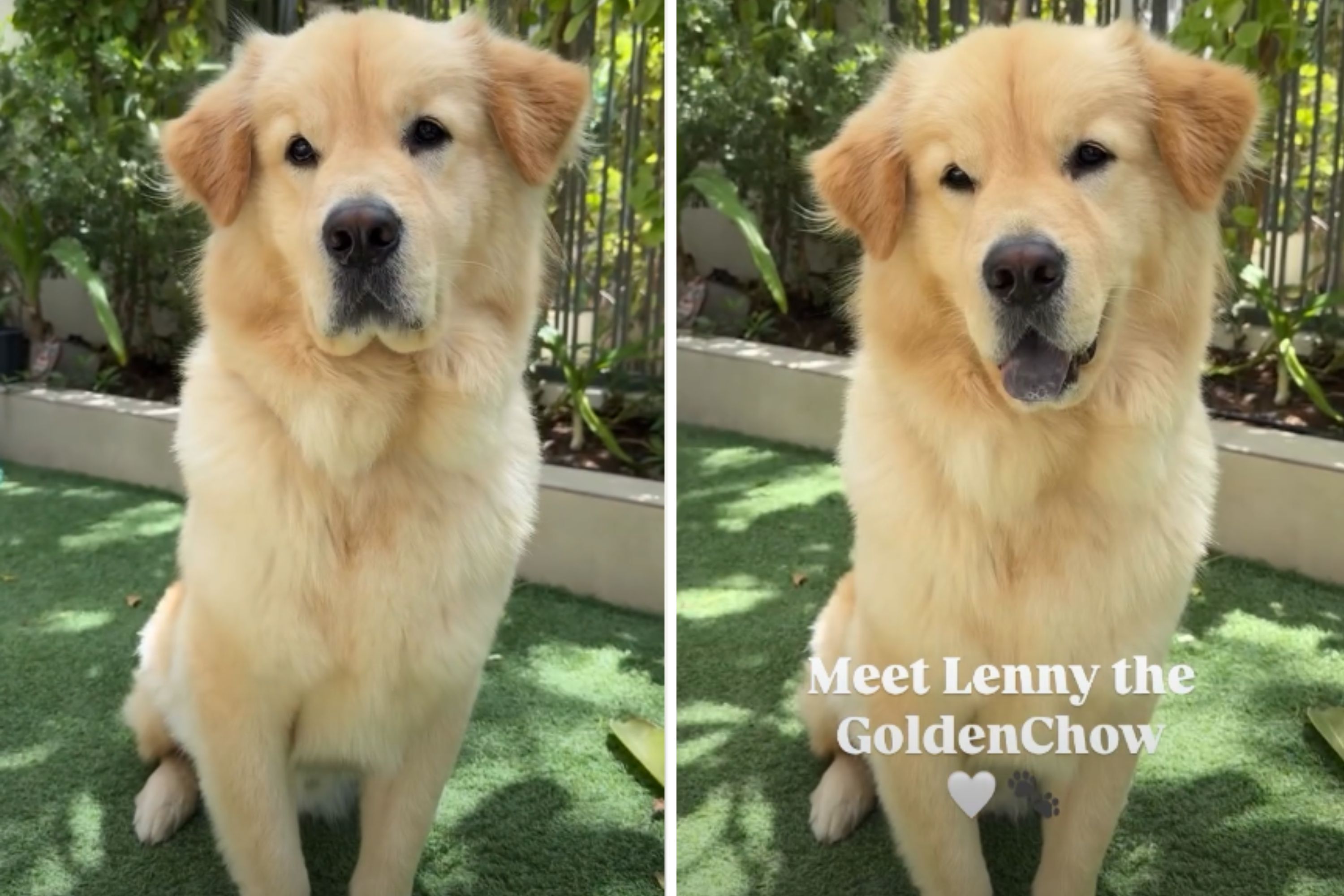 Everyone says same thing as owner shows off golden retriever chow chow mix