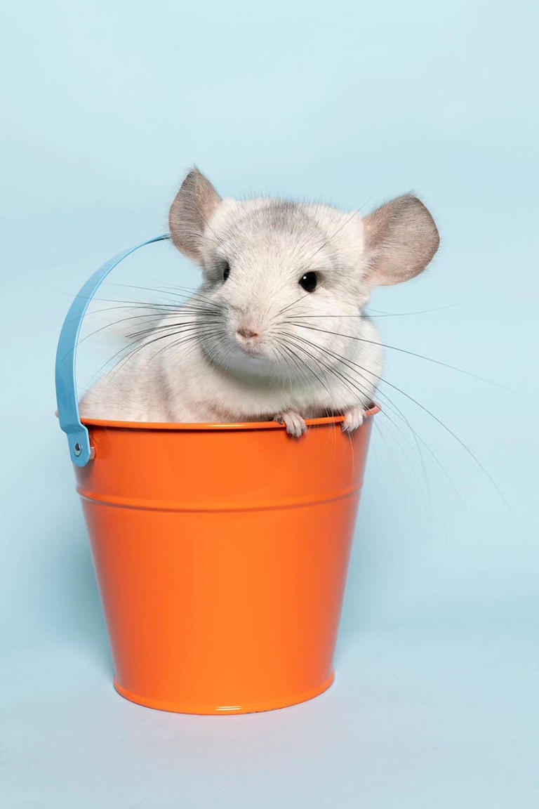 Looking for a chinchilla name? Here are 275 cute ideas with meanings