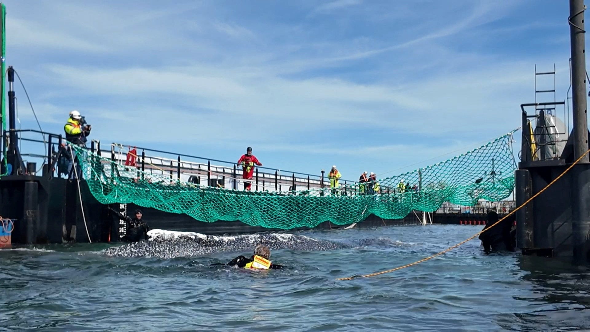 Injured humpback whale named Timmy en route to deeper water by barge