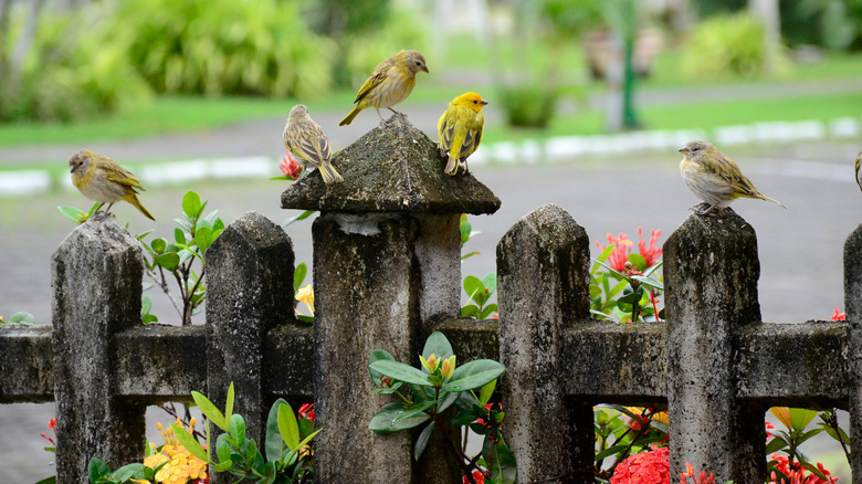 Reuse an old soda bottle to turn your dull backyard into a haven for birds