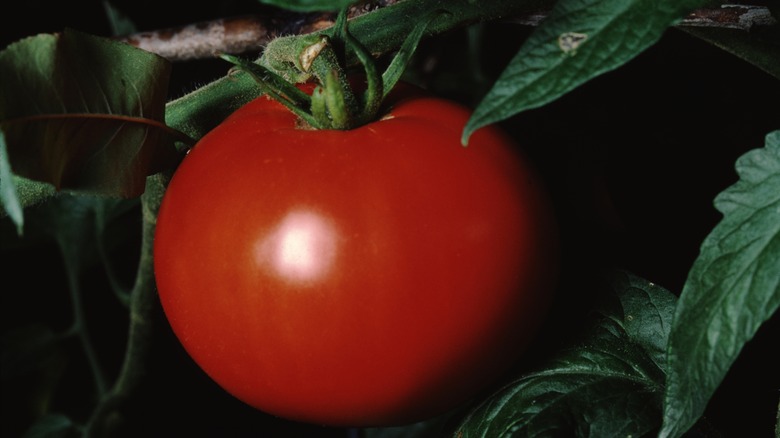 What are Better Boy tomatoes and what do they taste like?