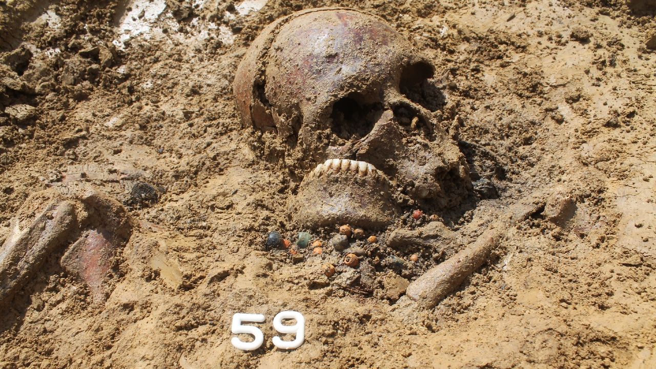'Lifelong monogamy' and 'half orphans': DNA reveals clues about life on ...