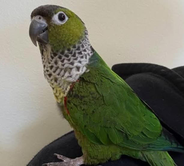 Villa Park exotic bird shelter seeks donations ahead of Giving DuPage Day