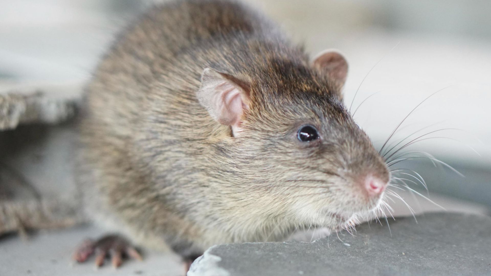 Residents raise concerns as 146 rats cleared from Tampines estates