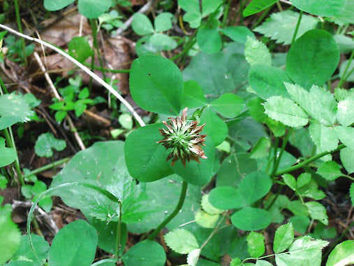 Meet Ohio's six rare, endangered flowers, including one poisonous bloom