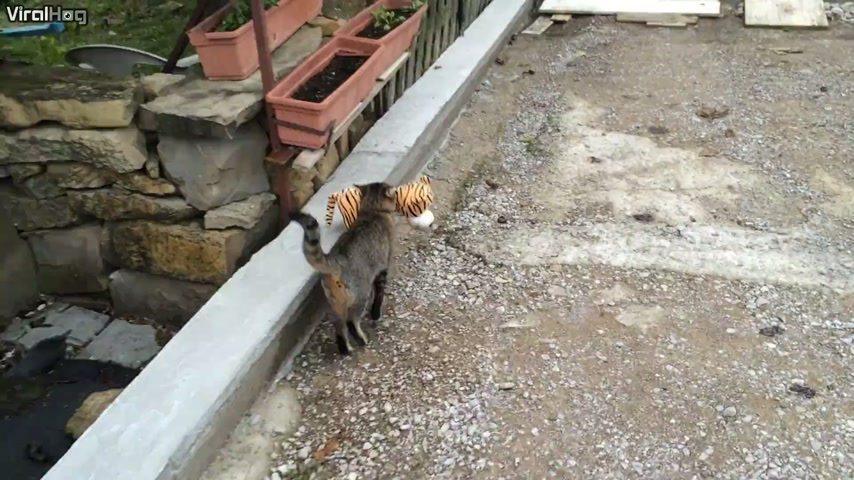 Cat steals giant plush tiger toy
