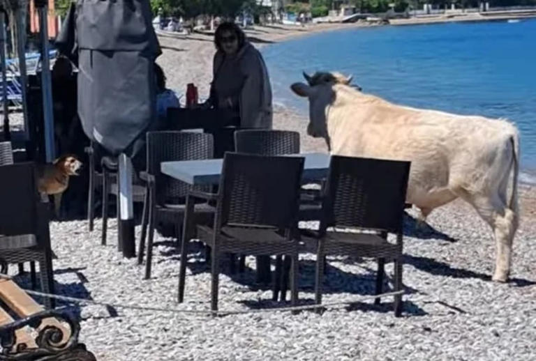 Απίστευτες εικόνες στην Αχαΐα: Αγελάδα πήγε παραλία αφήνοντας άφωνους ...