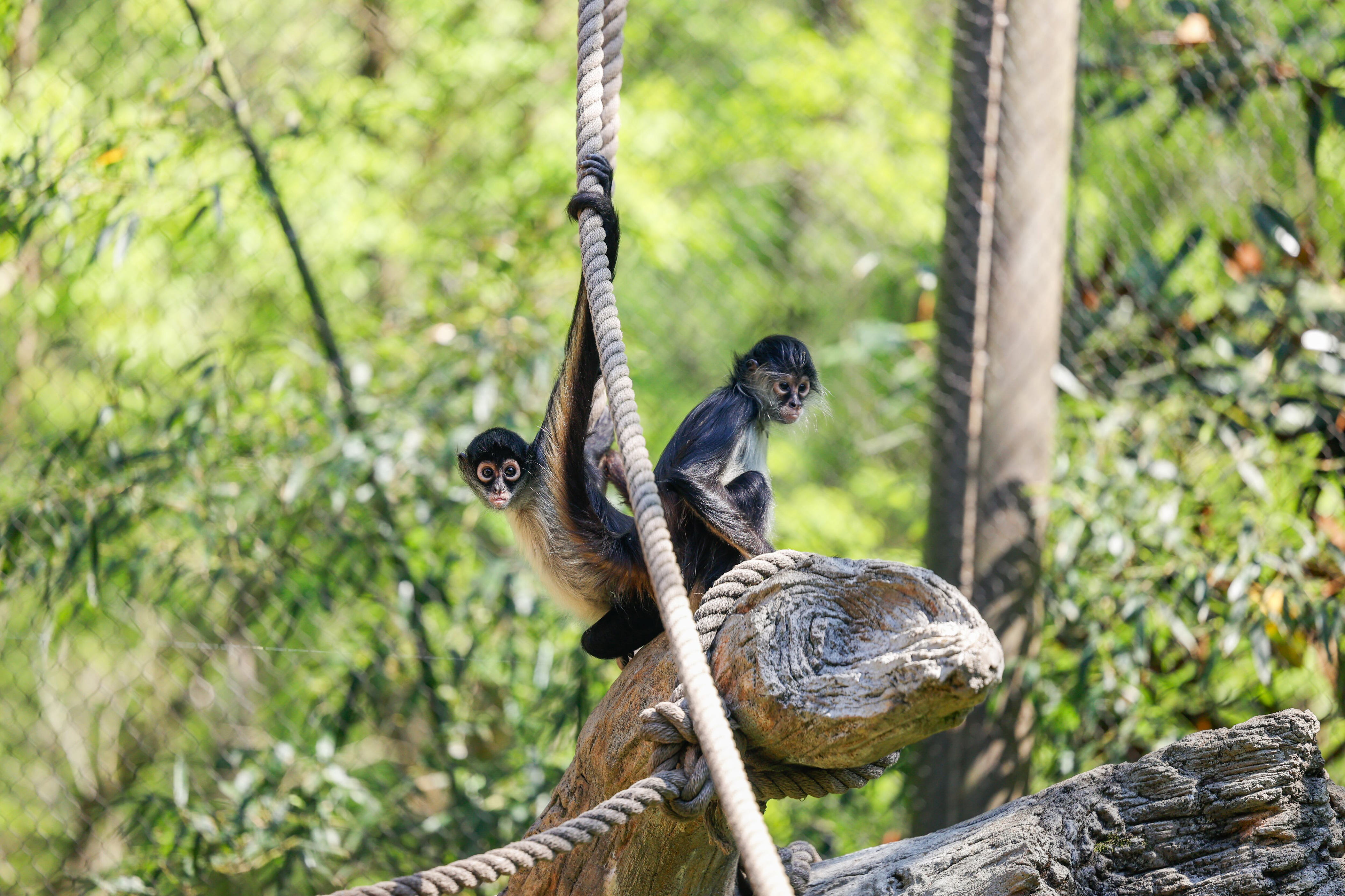 Spider monkeys rescued from illegal pet trade find new home at ...