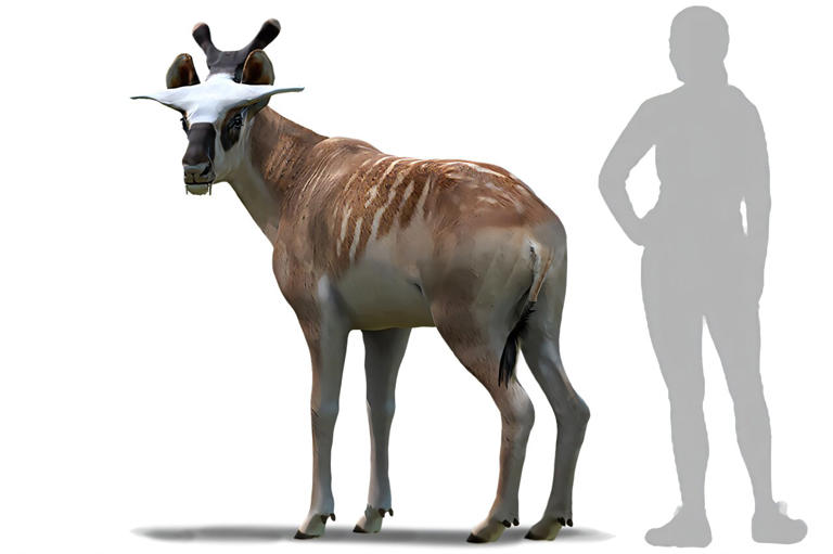 How the Ampelomeryx grew: Discovering the life history of a giraffe ...