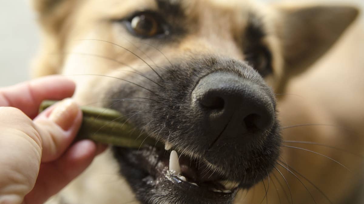This easy dental chew recipe will keep your dog’s teeth sparkling