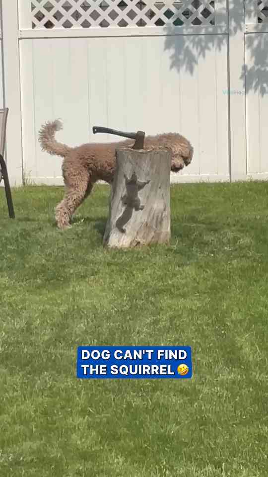 Dog searches for squirrel but misses it nearby