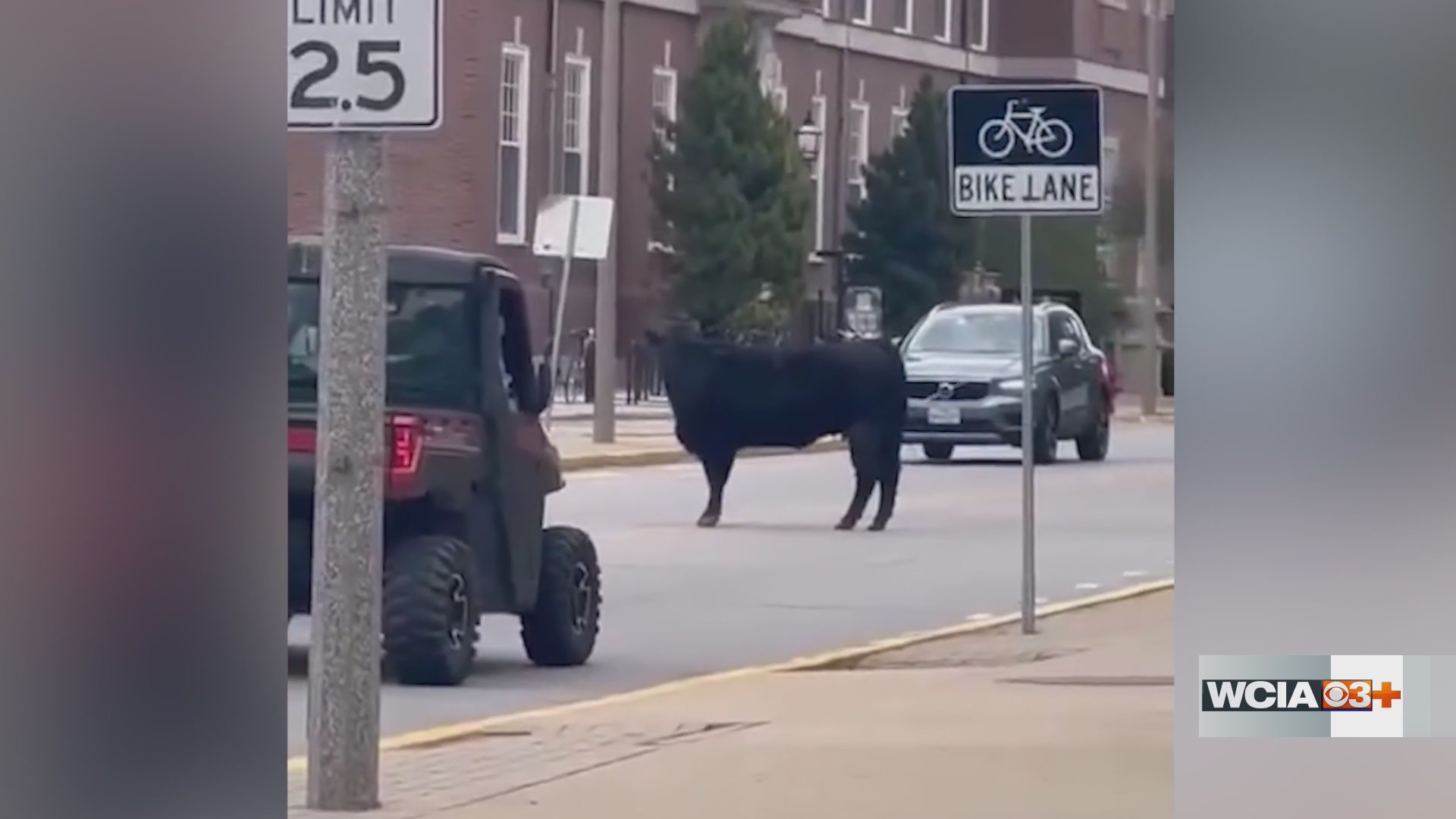Holy cow: Cow spotted roaming UI campus Wednesday afternoon