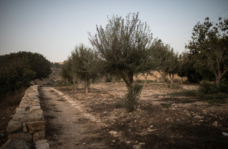 Israeli study finds plants absorb nutrients from airborne dust ...