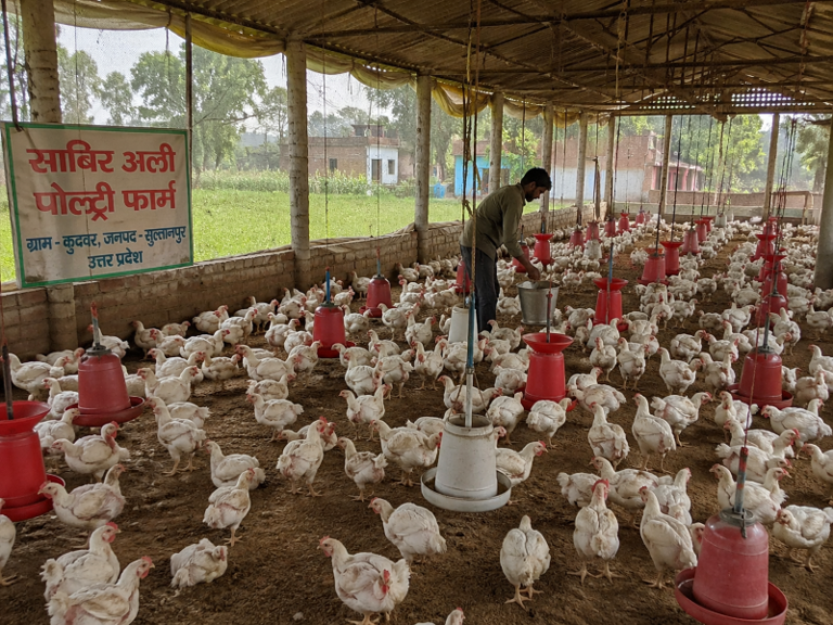 Loud wedding DJ blamed for death of 140 chickens in UP village, police ...