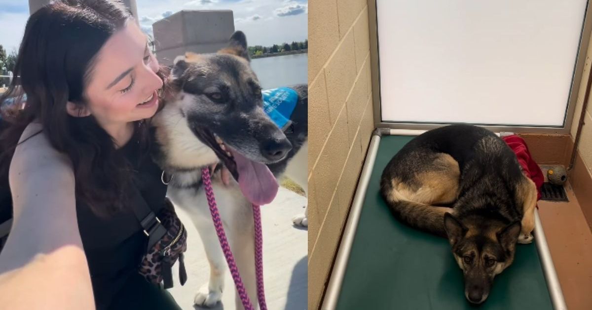 Shelter dog shows how a day out & some love make a world of difference