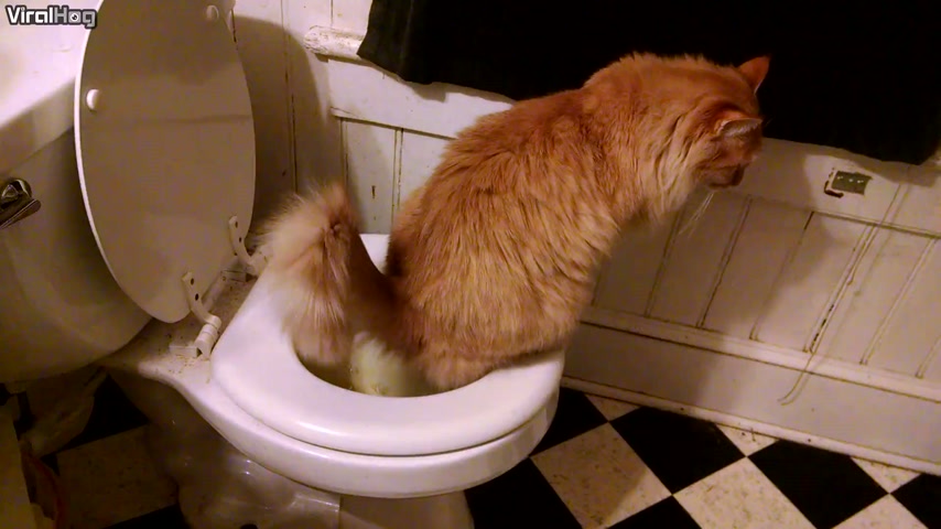 Cat discovers how toilets work
