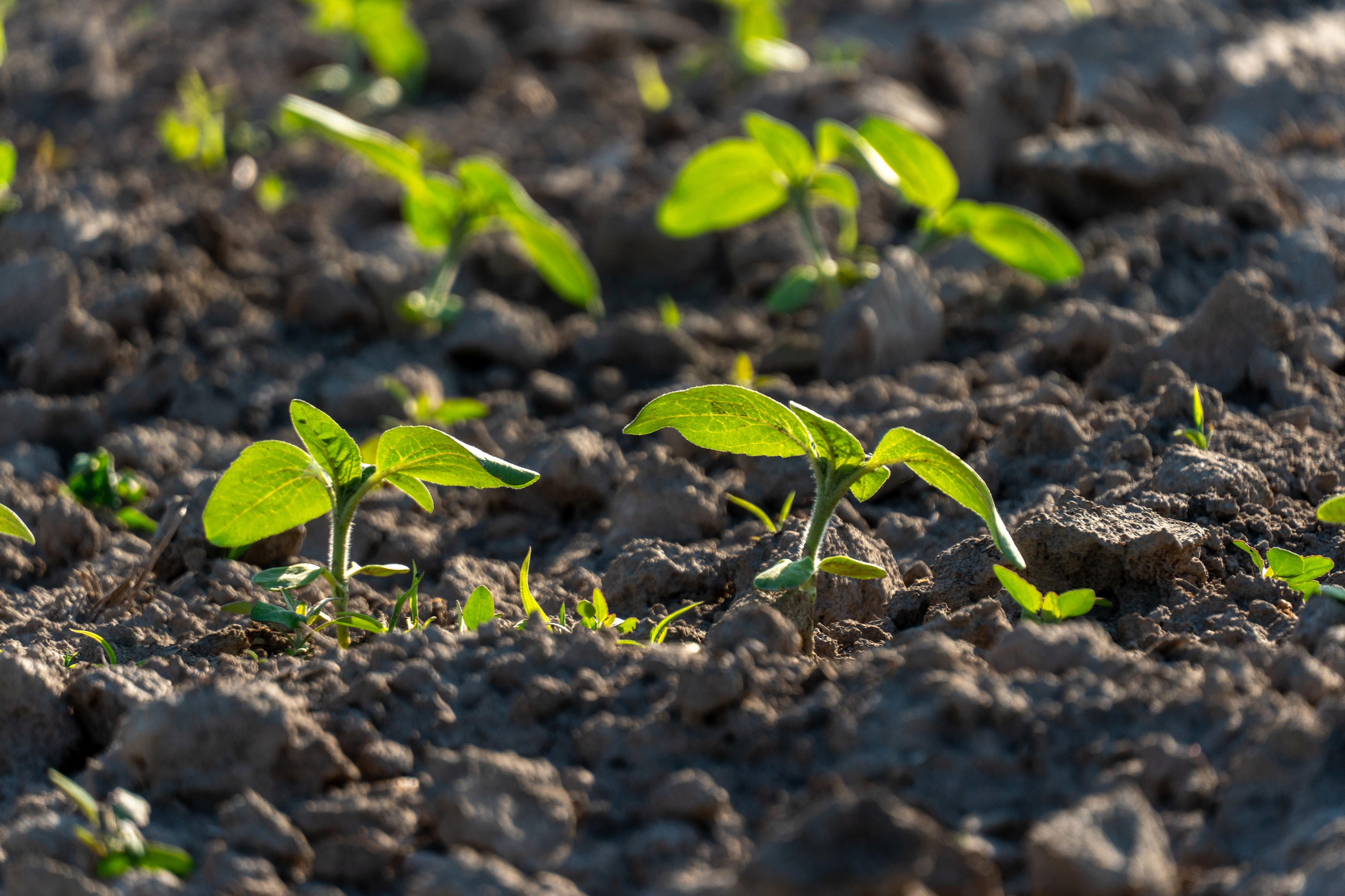 Israeli study finds plants absorb nutrients from airborne dust ...