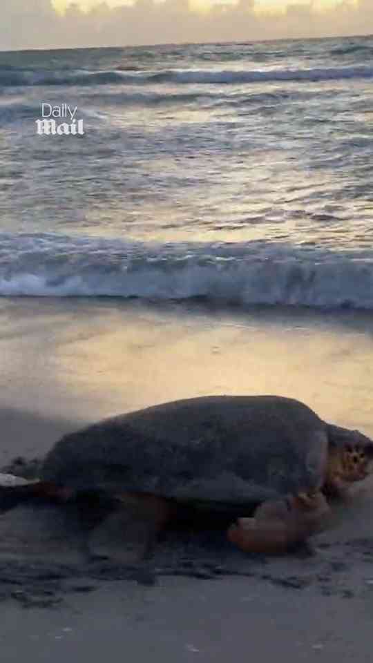 Beachgoers rescue sea turtle during morning shoreline encounter