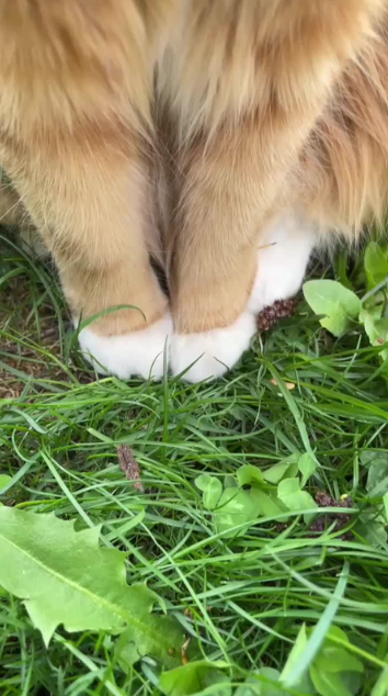 This adorable cat moment is melting hearts everywhere