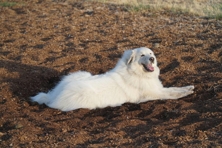 Great Pyrenees adopts abandoned puppies in the woods: Heartwarming ...