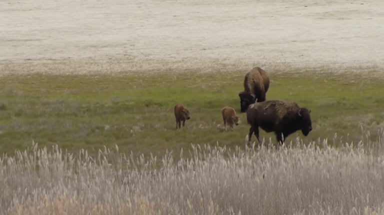 Who let the ‘red dogs’ out? Baby bison are taking over Antelope Island ...
