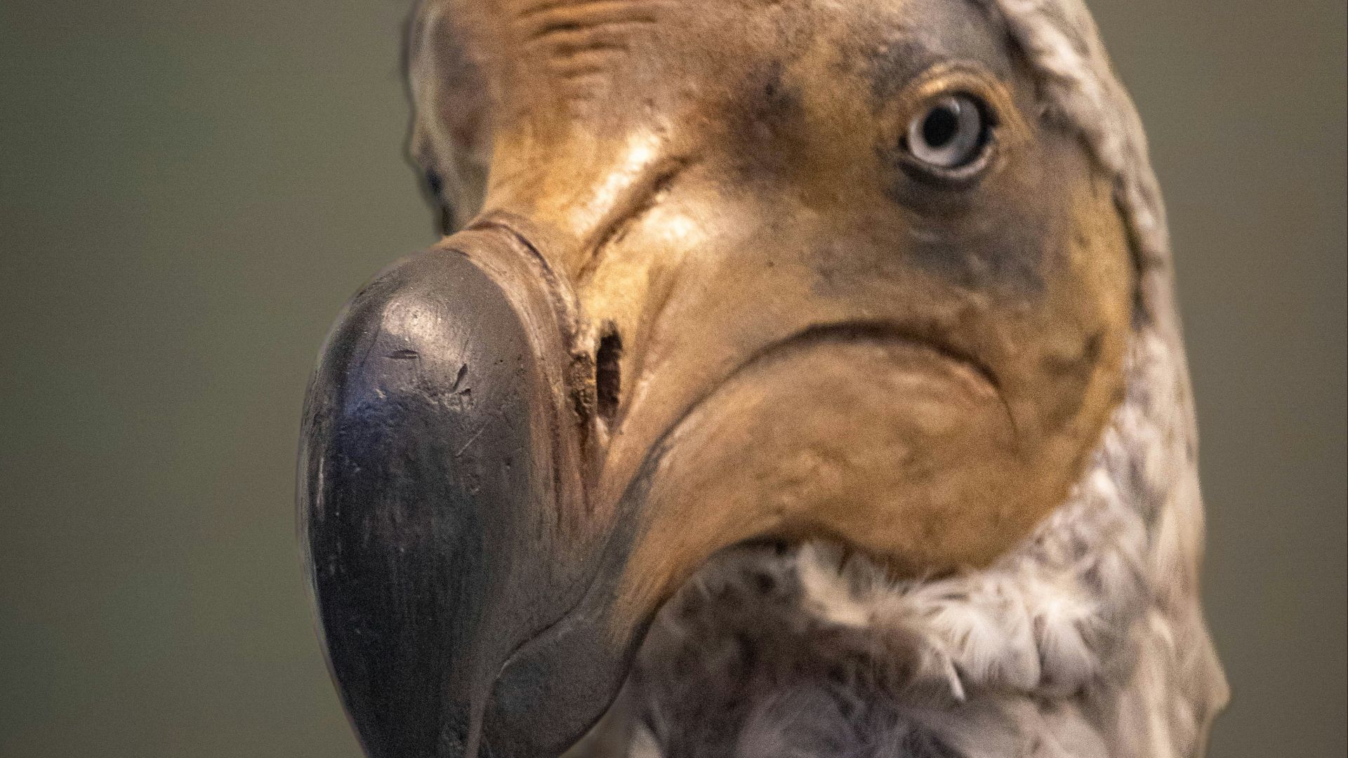10 extinct animals our ancestors saw & 10 that vanished before our time