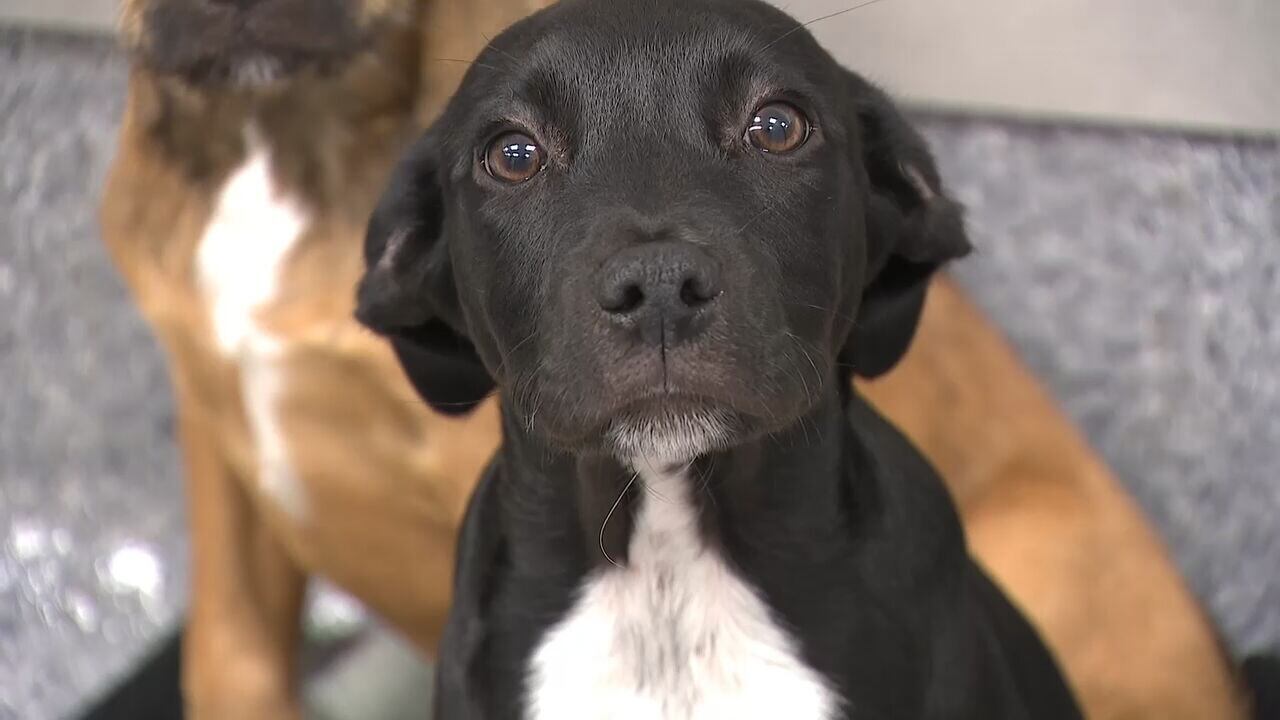 Puppies rescued from South Georgia wildfires up for adoption