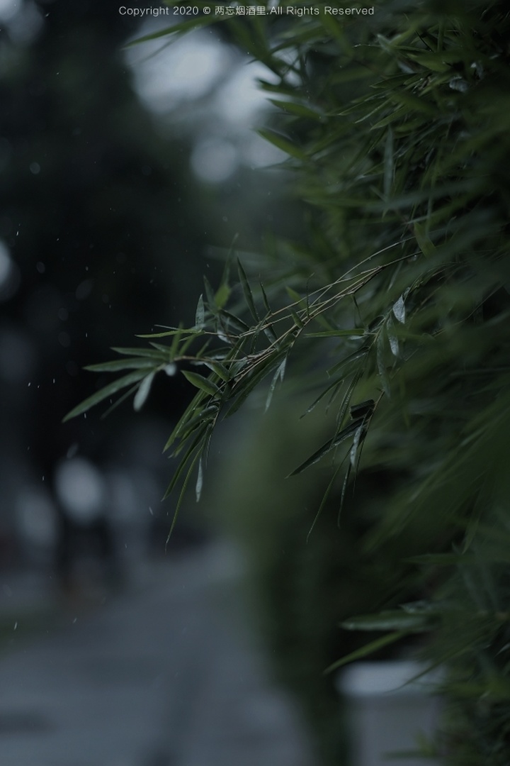 秋雨淅沥，撑伞的你，正悄悄靠近秋天的温柔