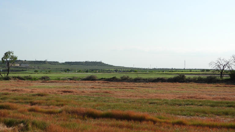Reto visual: ¿Eres capaz de ver los pájaros en menos de 30 segundos?