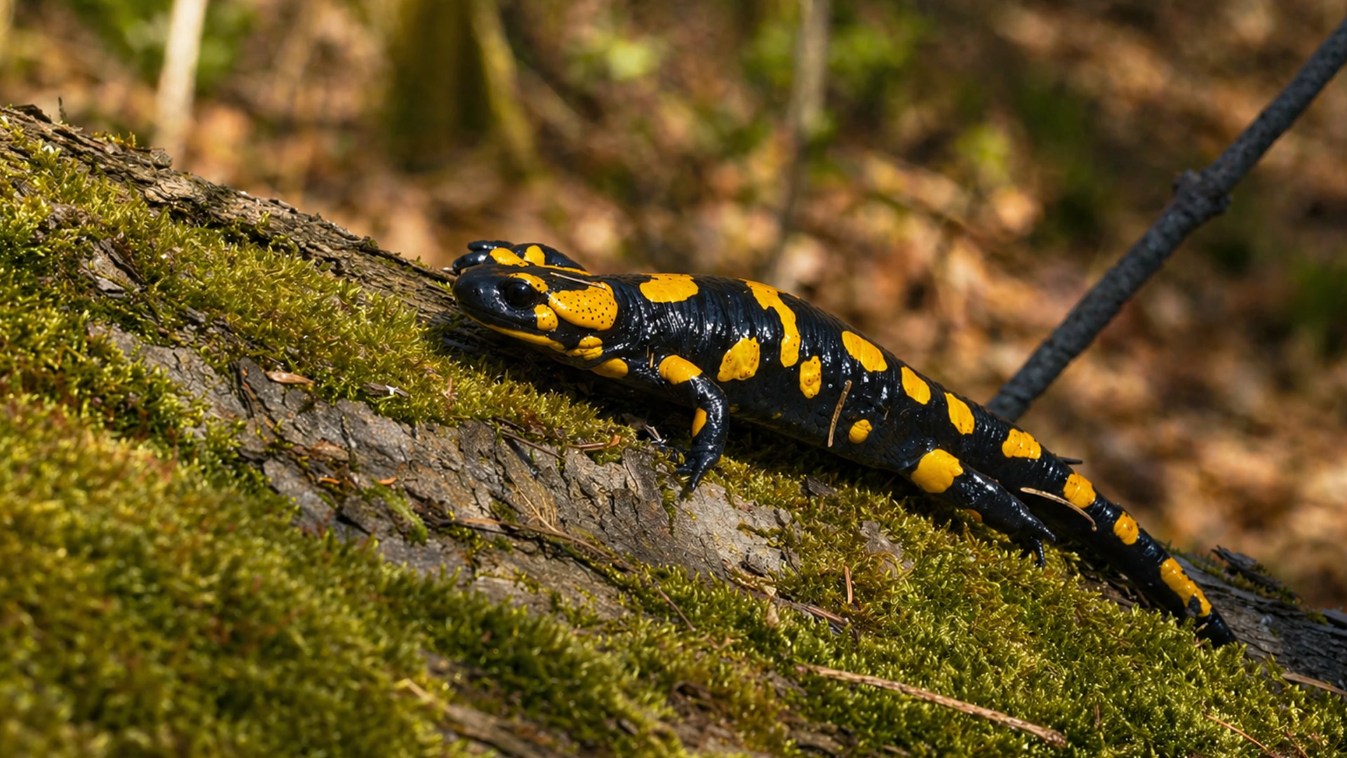 This bright salamander crawled across the forest floor