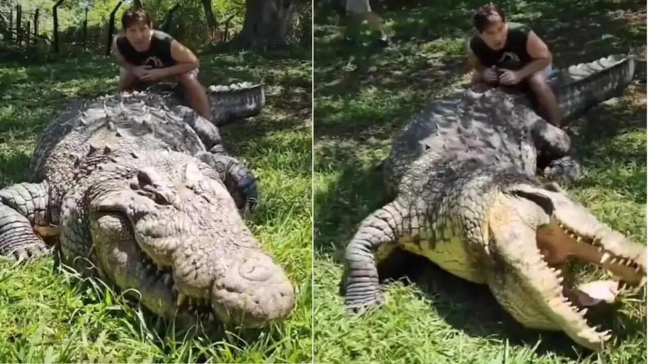 Meet Henry: The world’s oldest crocodile, still alive at 124 and still ...
