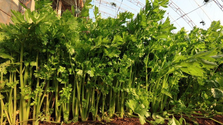 Western celery vs Chinese celery: What's the difference?