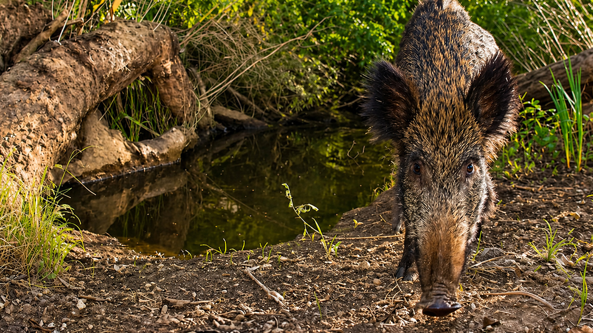 Hidden camera captures a wild boar investigating the lens