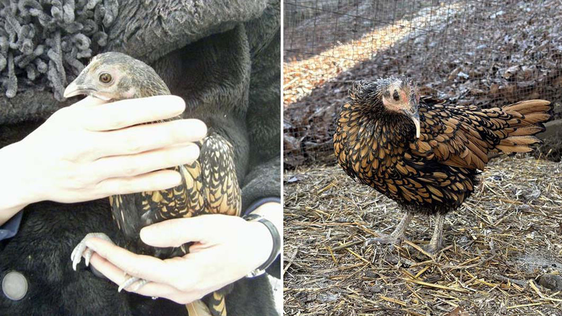Gertie the golden Sebright becomes oldest living chicken at 15 years old