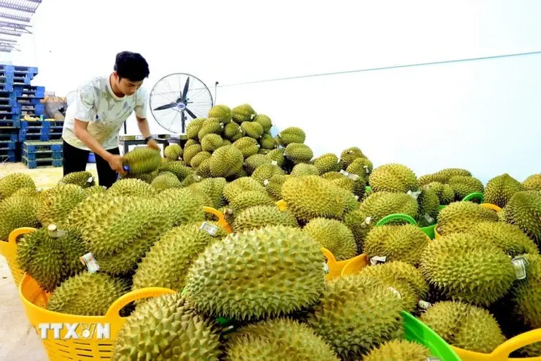 Nông sản Việt Nam: Phát triển theo chuỗi giá trị, nâng tầm vị thế trên ...