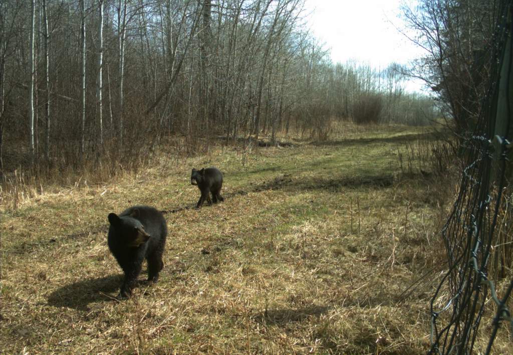 Did you know Elk Island National Park has black bears?