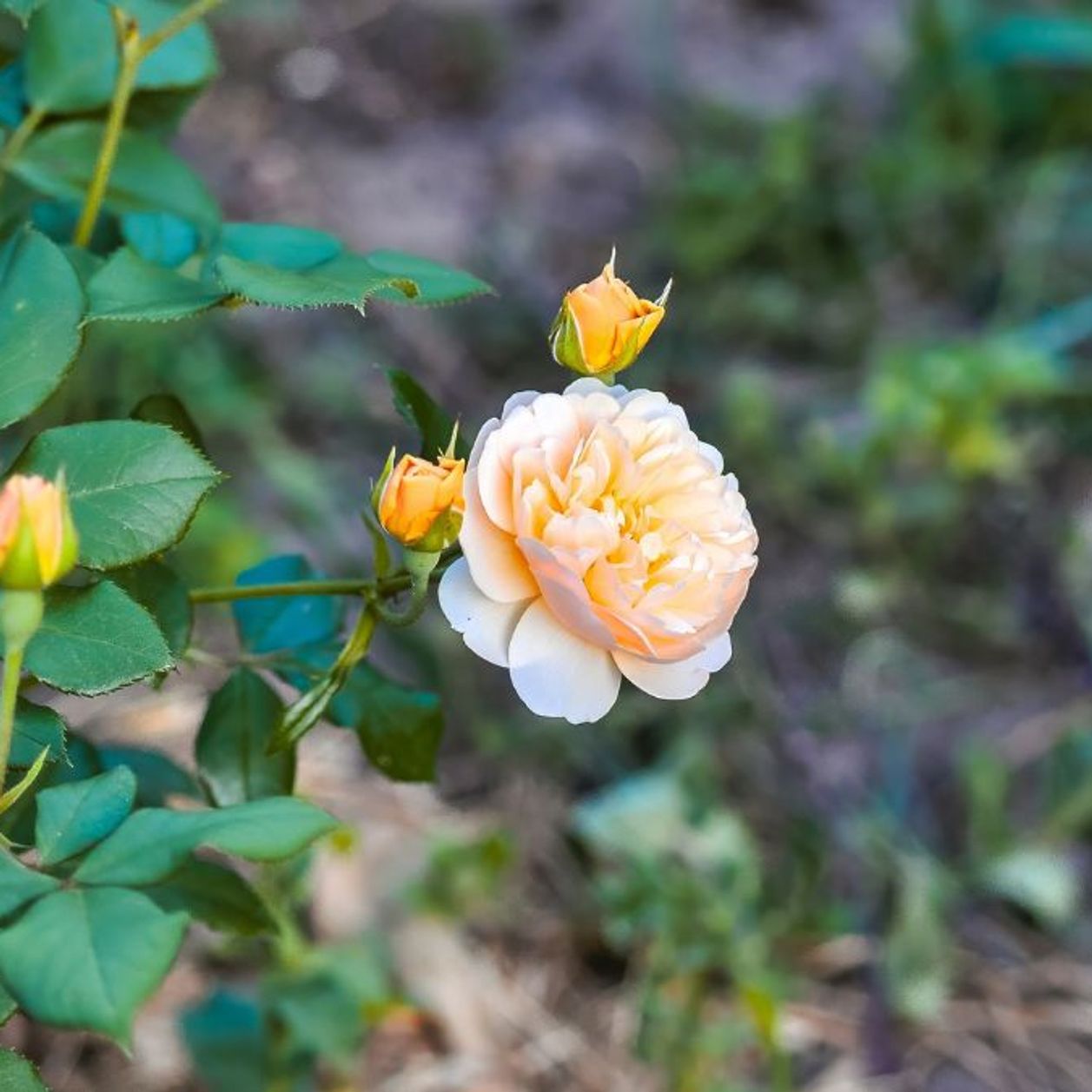 Pourquoi les anciens plantent-ils toujours un rosier au milieu des ...